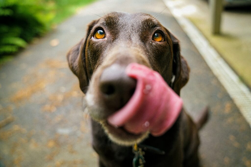 Dog Allergies: Signs, Causes, And How To Help Your Itchy Pup | East ...
